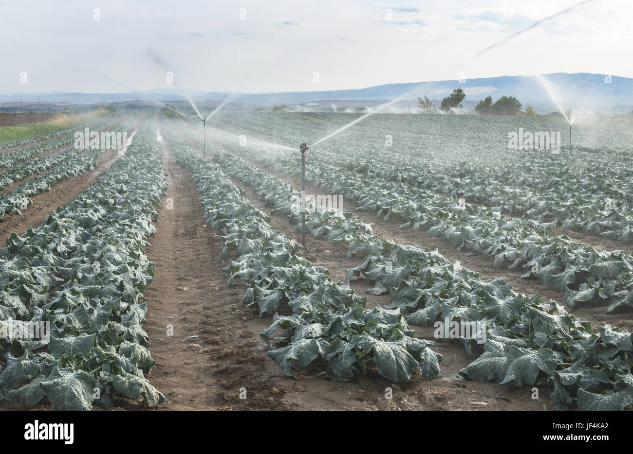 Irrigation system cabbage hi-res stock photography and images - Alamy