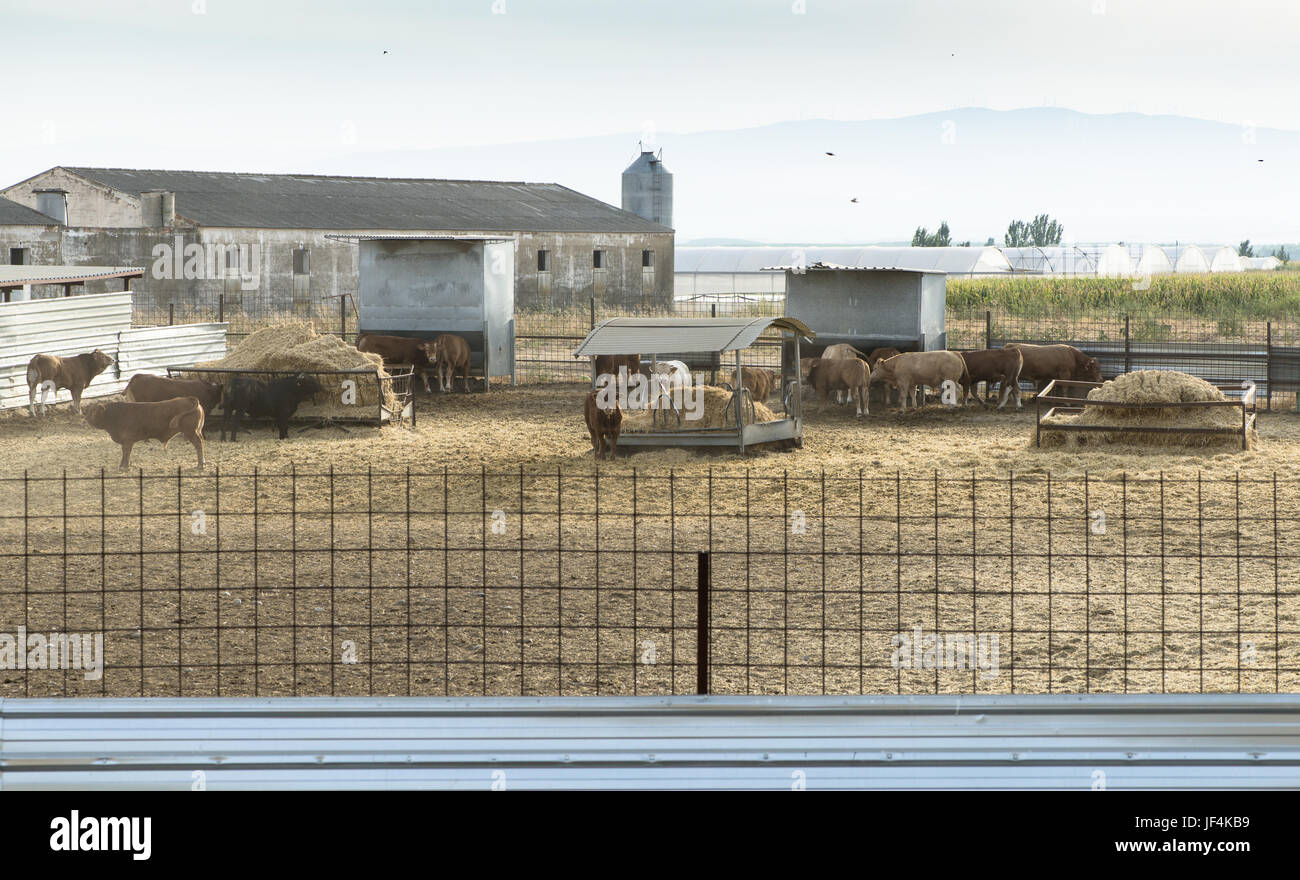 Bulls in a farm Stock Photo - Alamy
