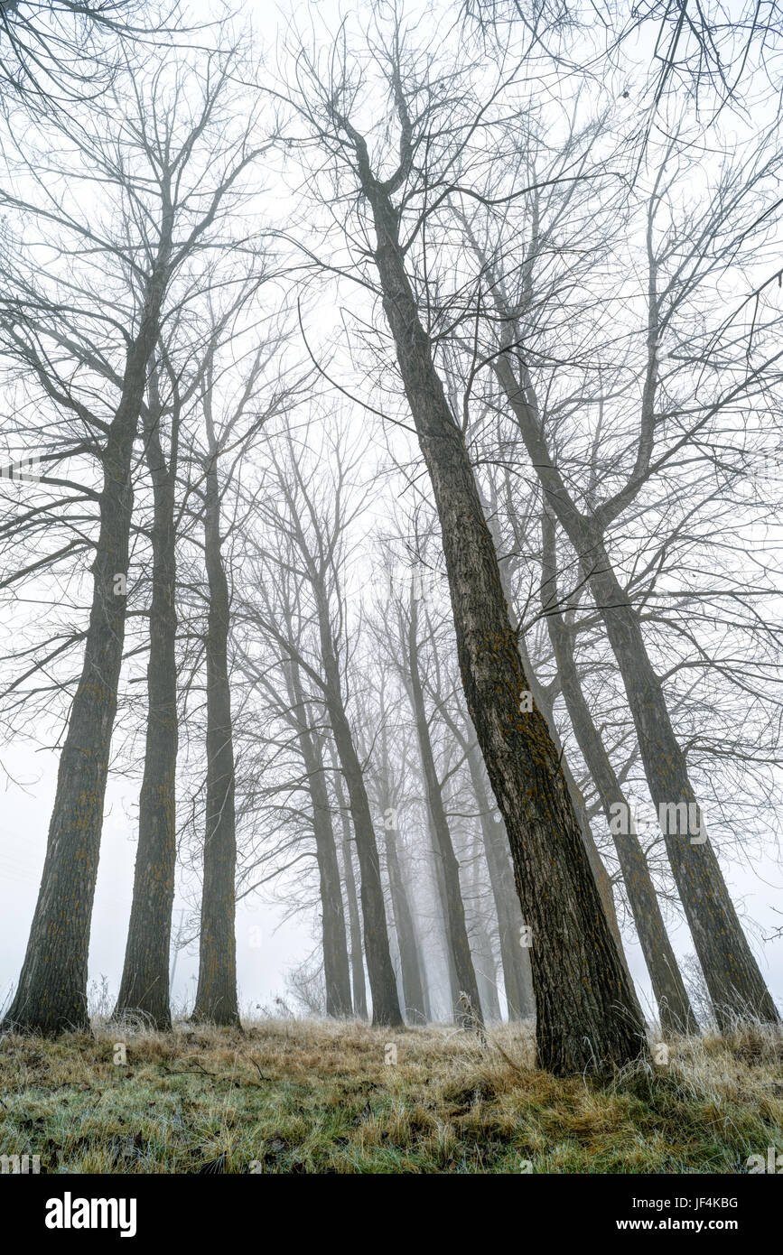 Trees in fog Stock Photo - Alamy