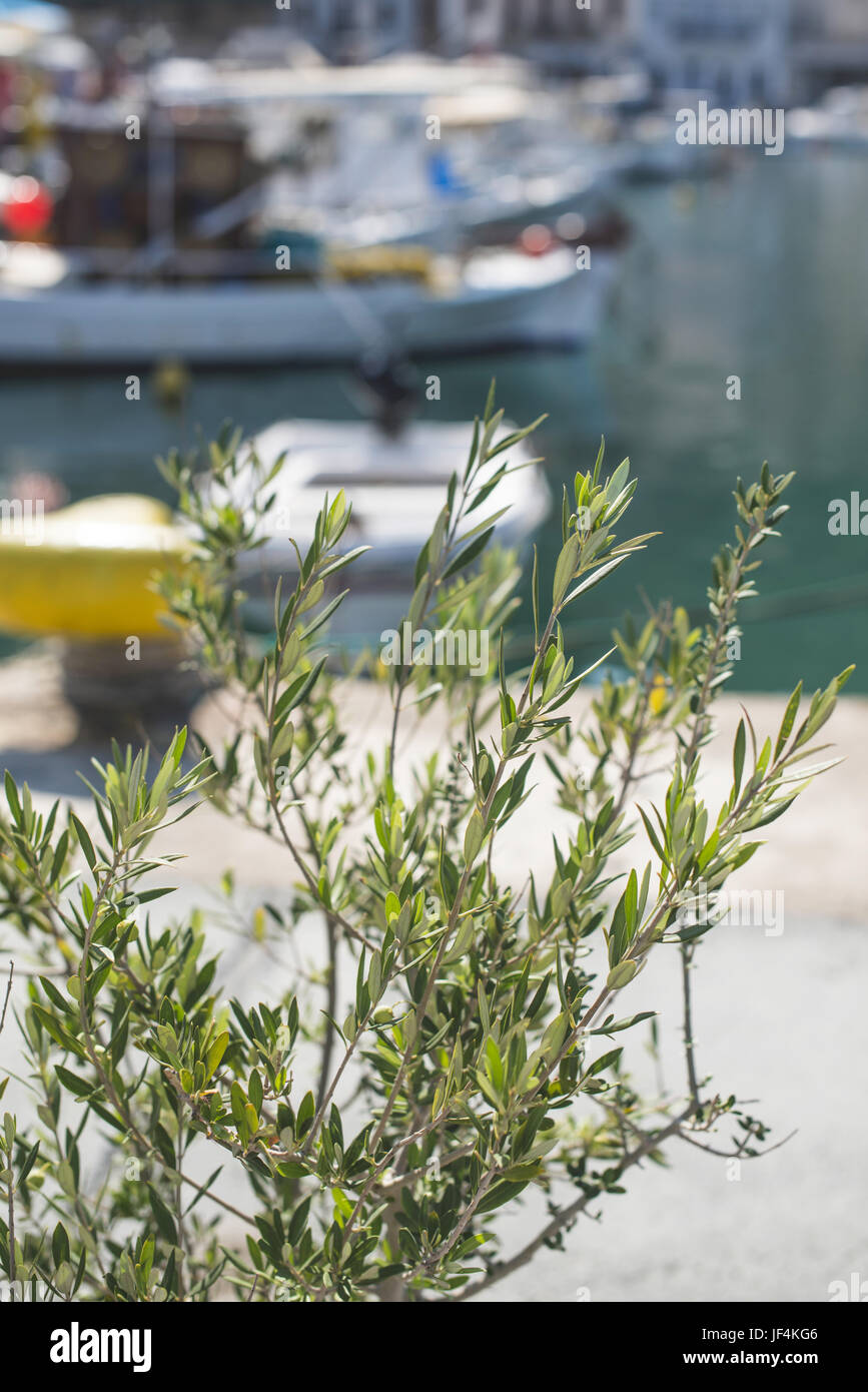 Olive branches and boats Stock Photo - Alamy