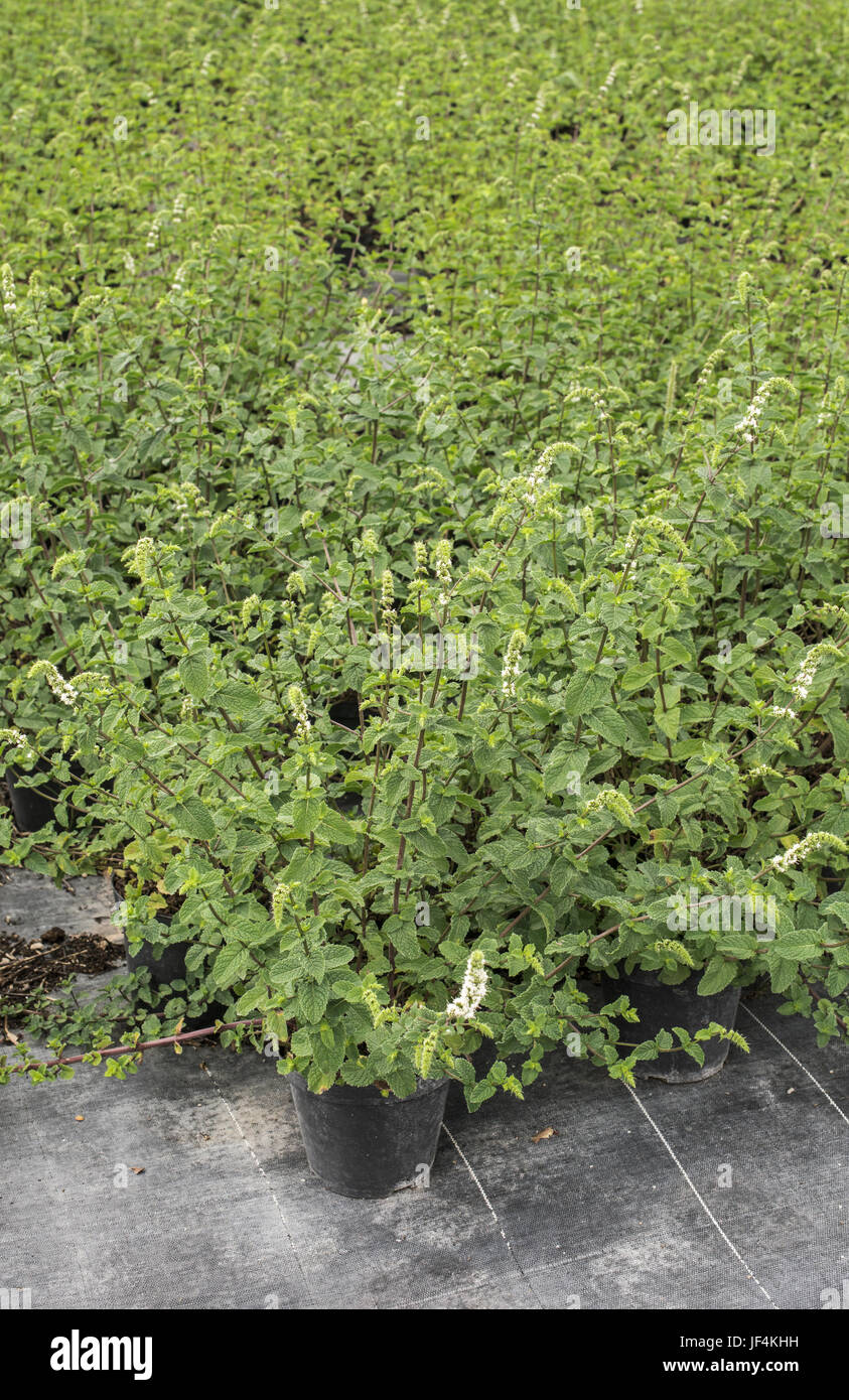 Mint in pots Stock Photo - Alamy