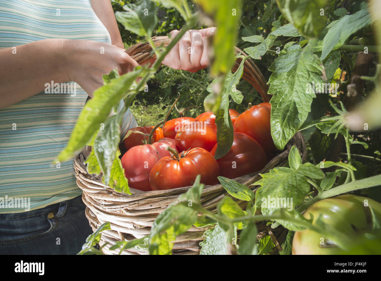 Picking tomatoes in basket Stock Photo - Alamy