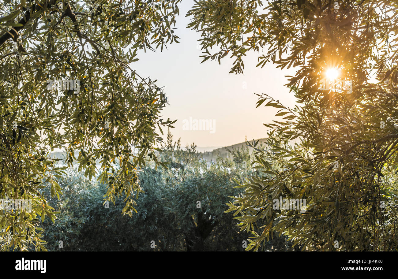 Olive trees, sea and sunset Stock Photo - Alamy