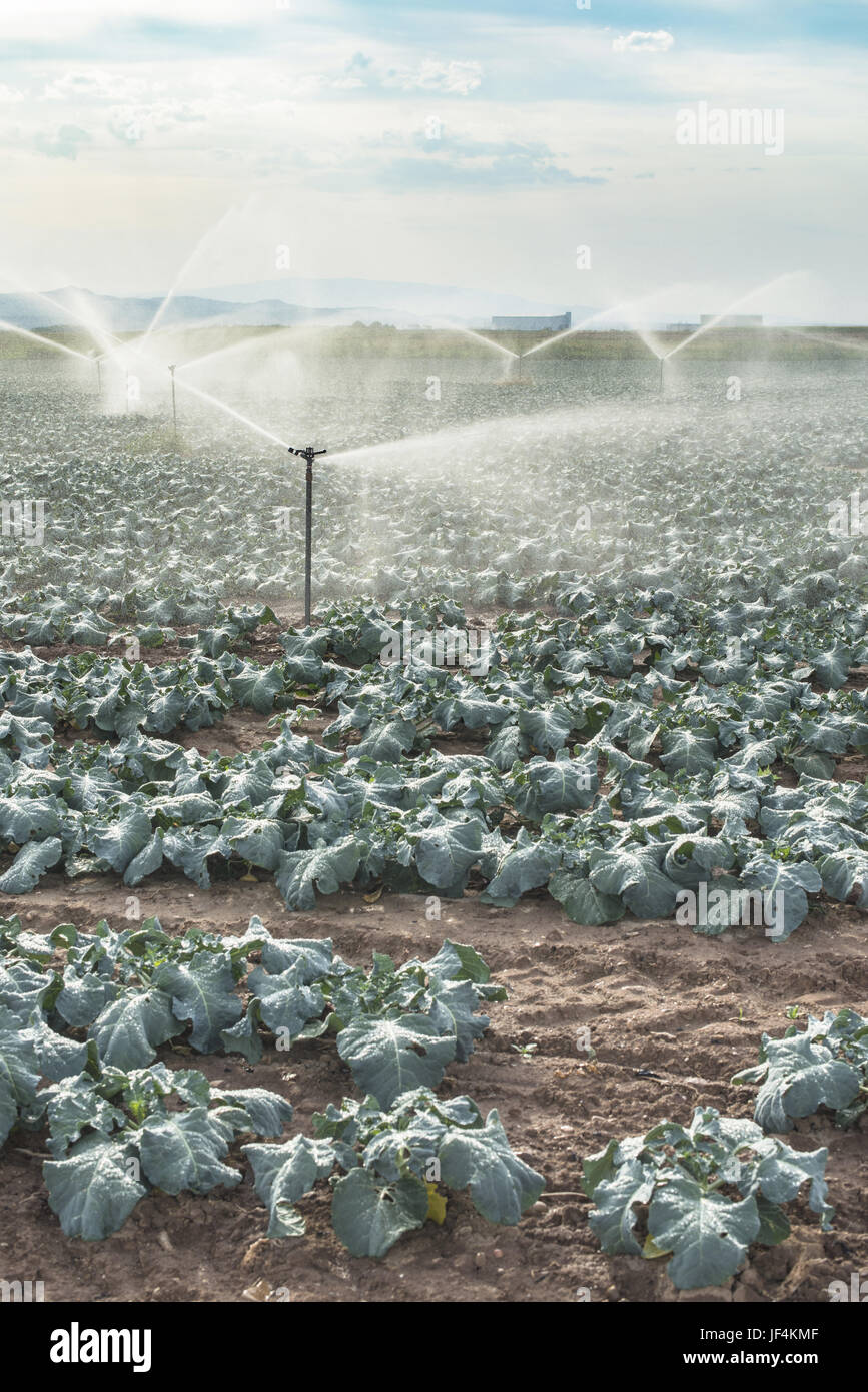 Watering cabbage with sprinklers Stock Photo - Alamy