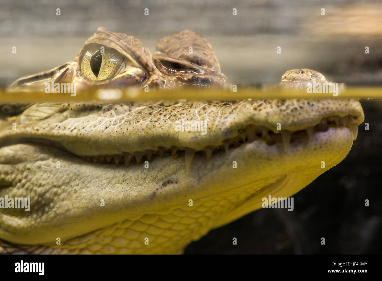 Crocodile in water Stock Photo - Alamy