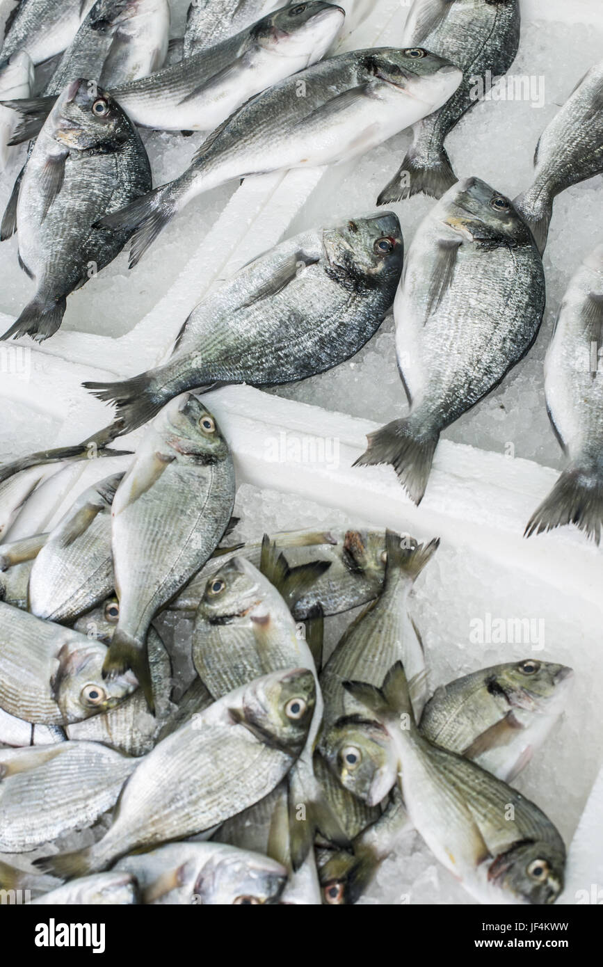 Raw sea bream fish on ice Stock Photo - Alamy