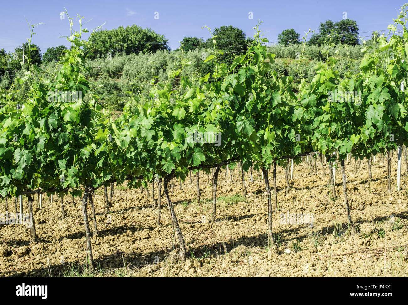 Vine plantations farmhouse in hi-res stock photography and images - Alamy