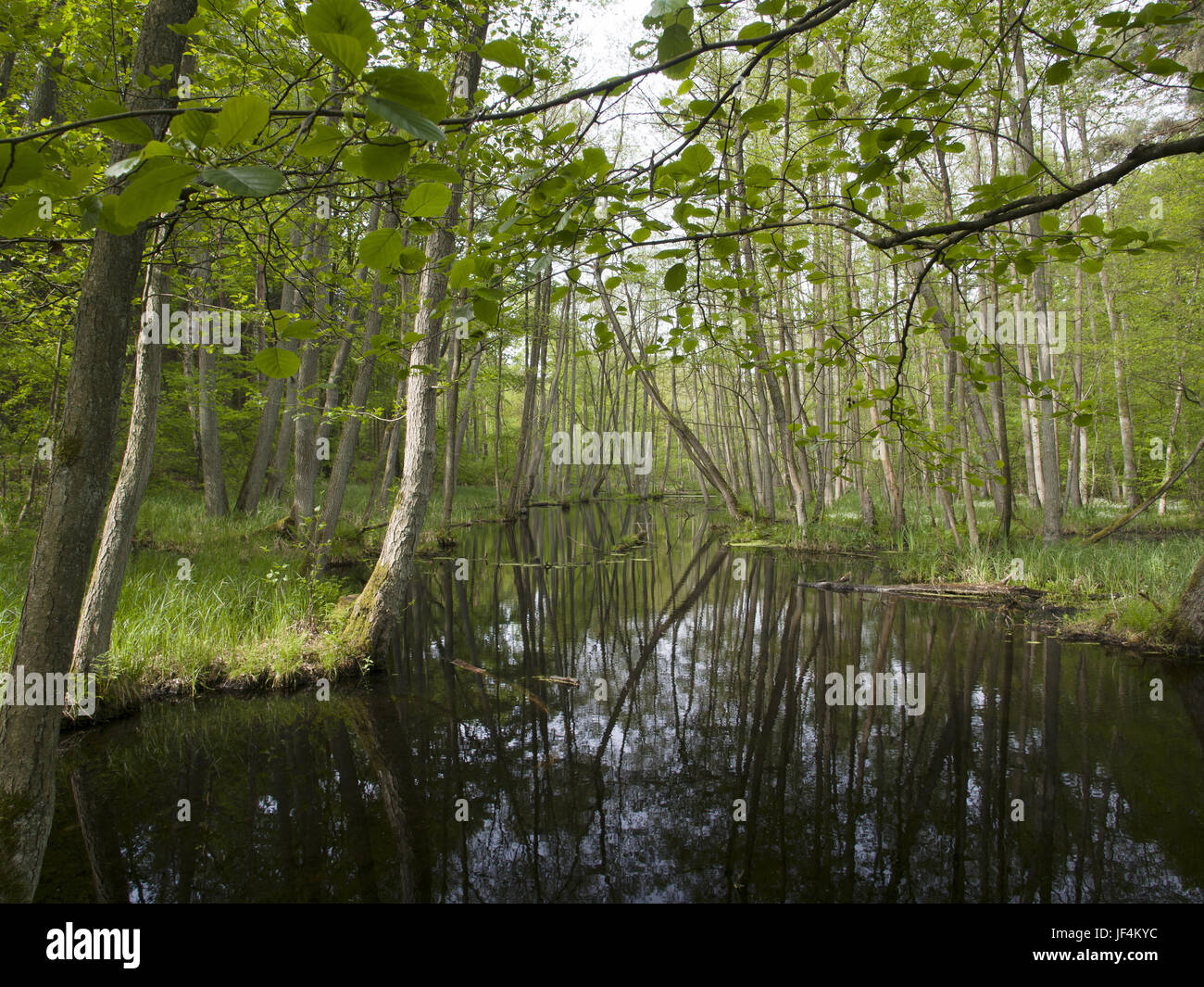 a river in forest Stock Photo - Alamy