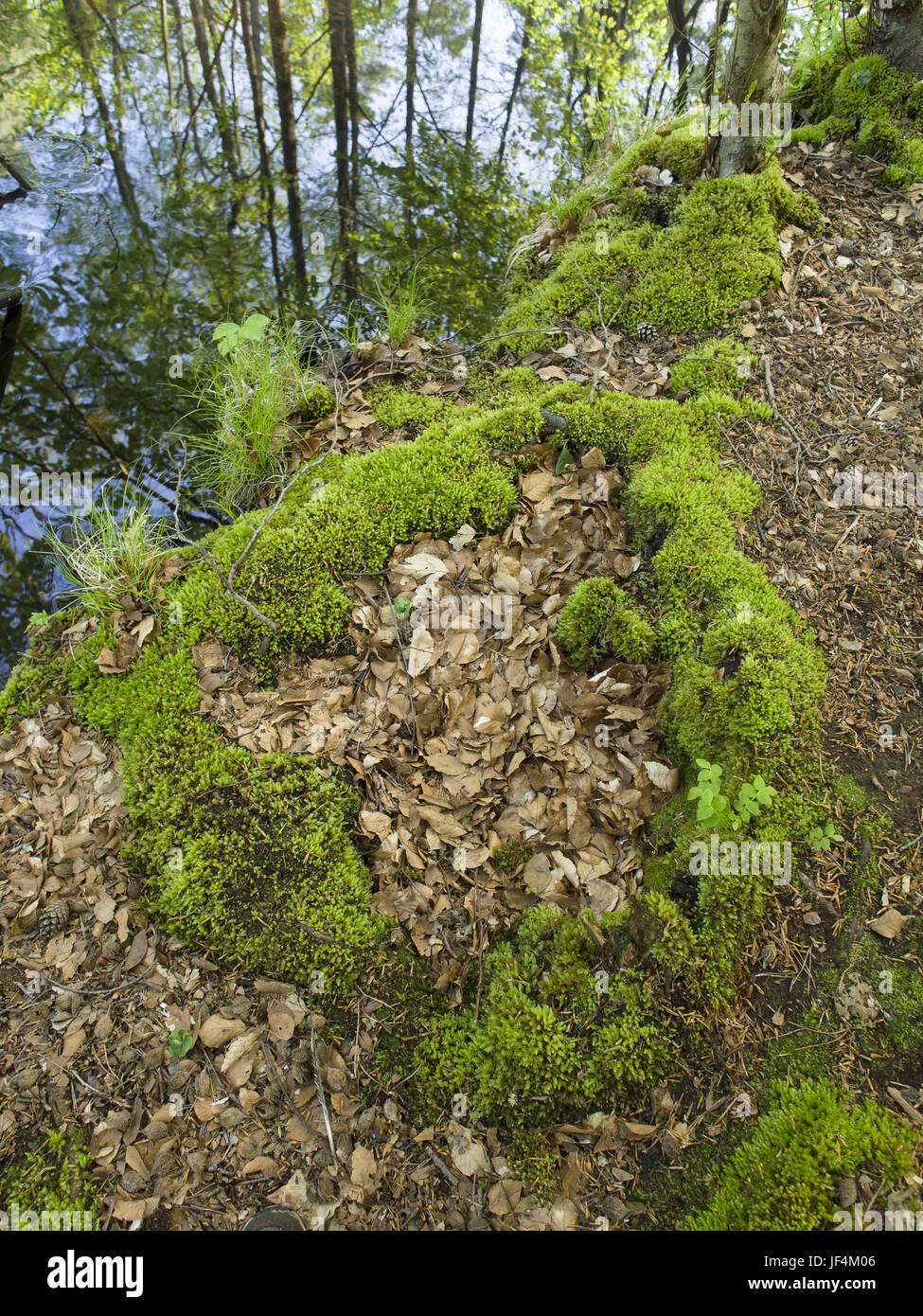 Moss on forest floor hi-res stock photography and images - Alamy