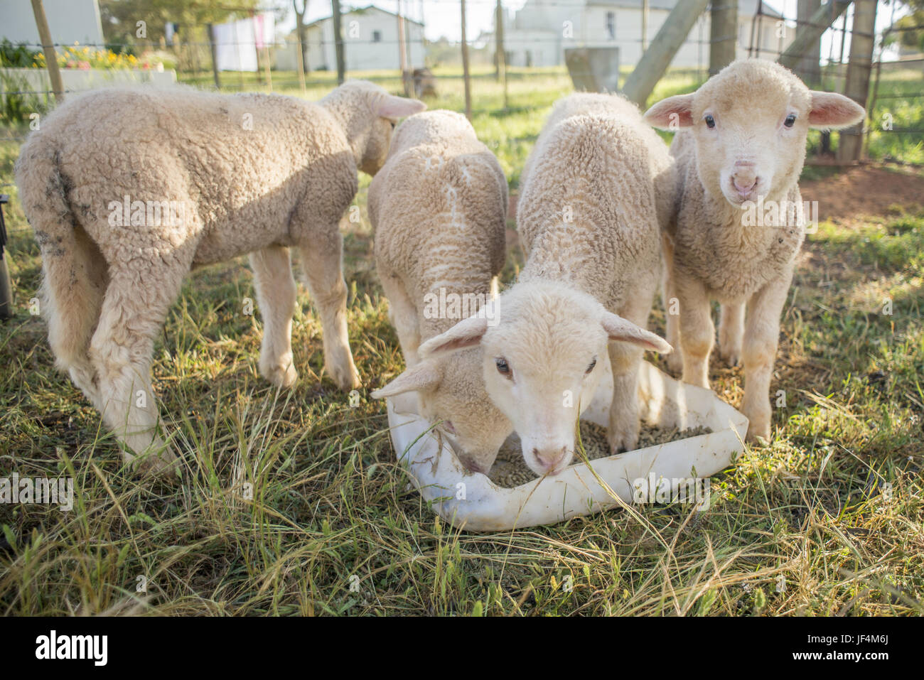 Four lambs hi-res stock photography and images - Alamy