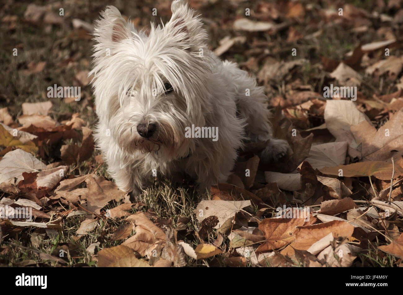 Scottish terrier closeup Stock Photo - Alamy