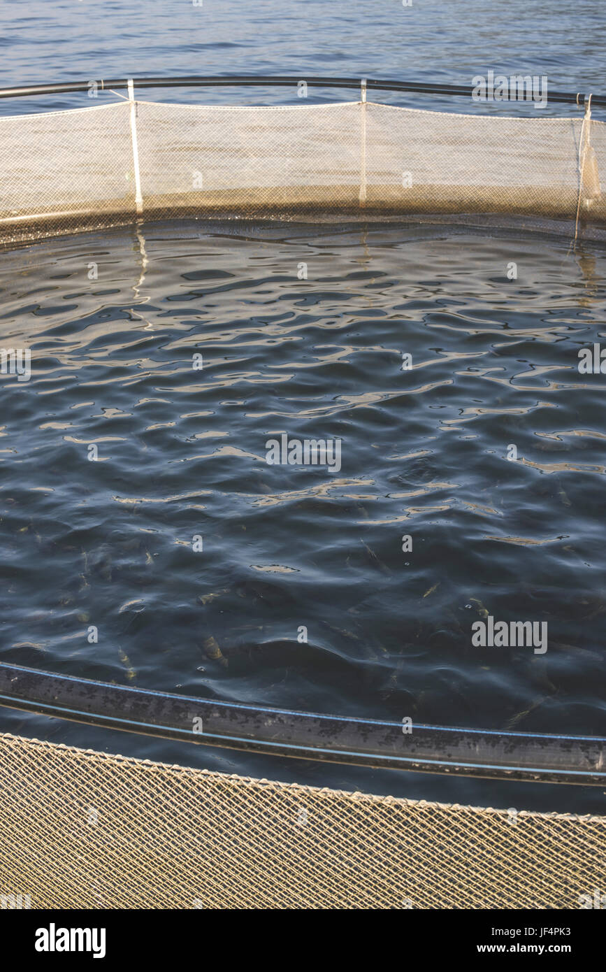 Cages for fish farming Stock Photo - Alamy