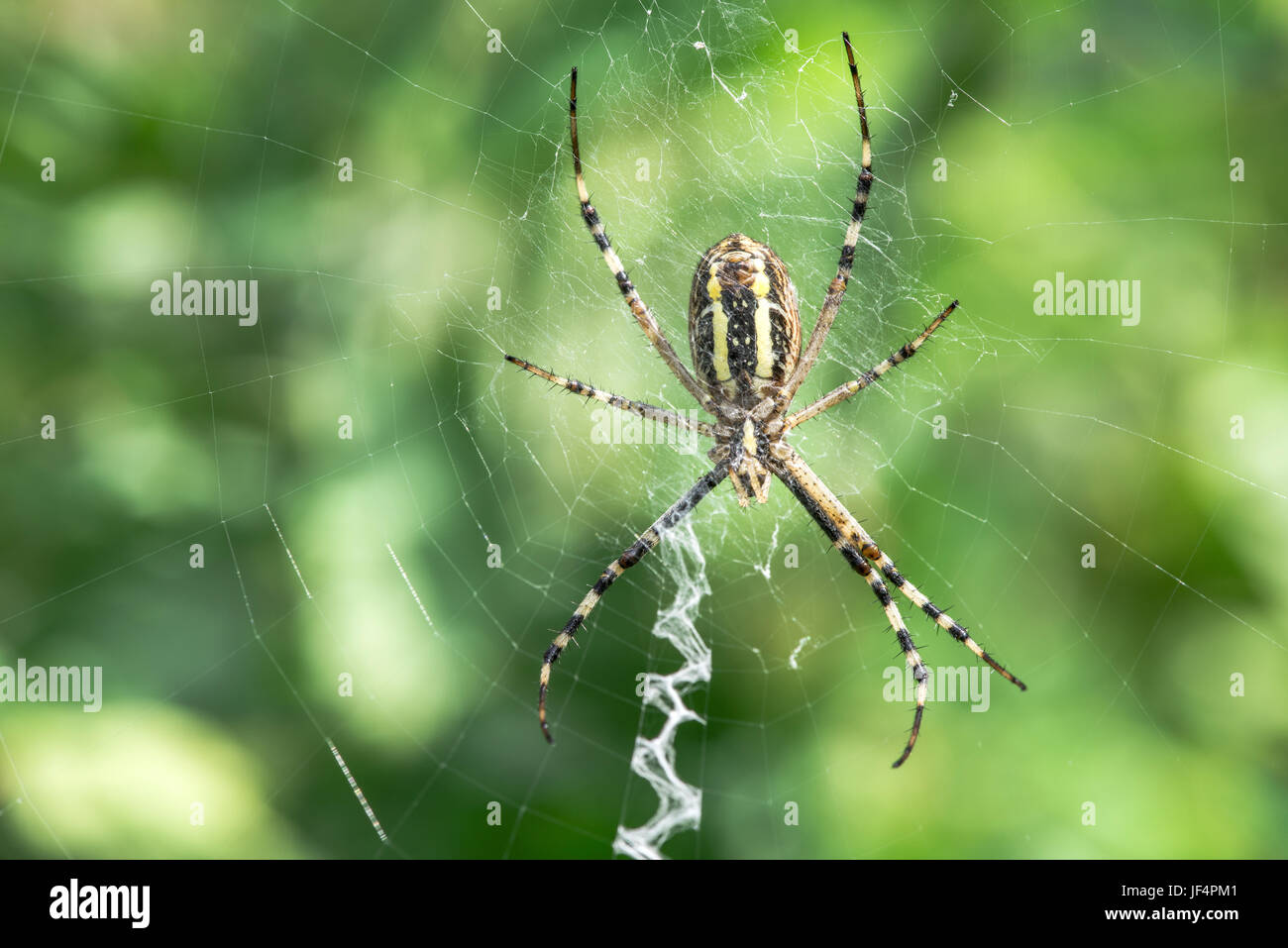 Spider in a garden Stock Photo - Alamy