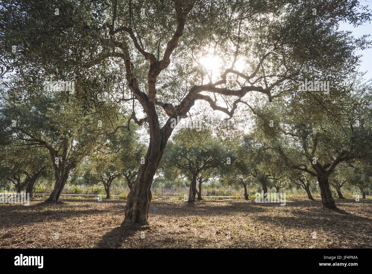 Olive trees and sun rays Stock Photo - Alamy
