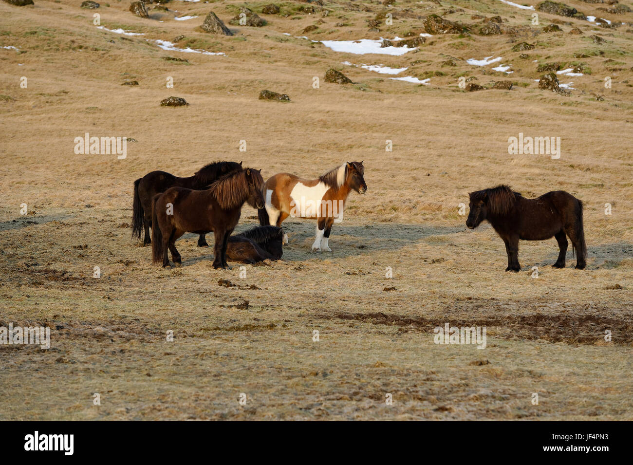 Gaited Horses High Resolution Stock Photography and Images - Alamy