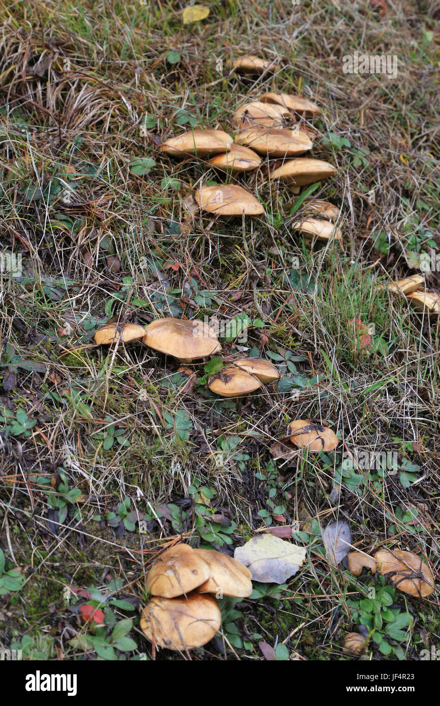 Slippery Jack, suillus luteus Stock Photo - Alamy