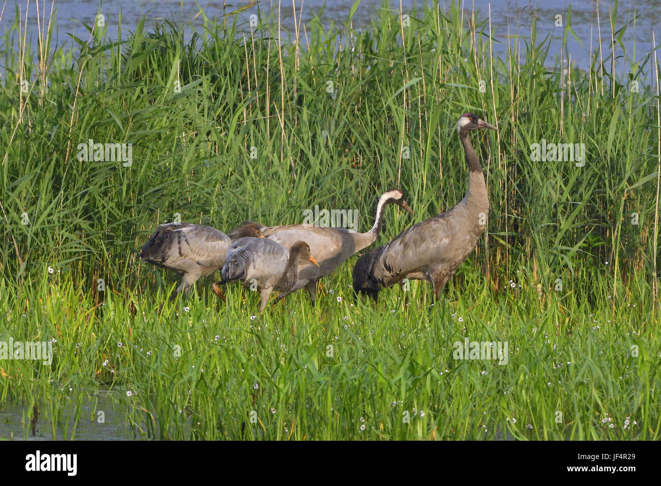 Common Crane family Stock Photo - Alamy