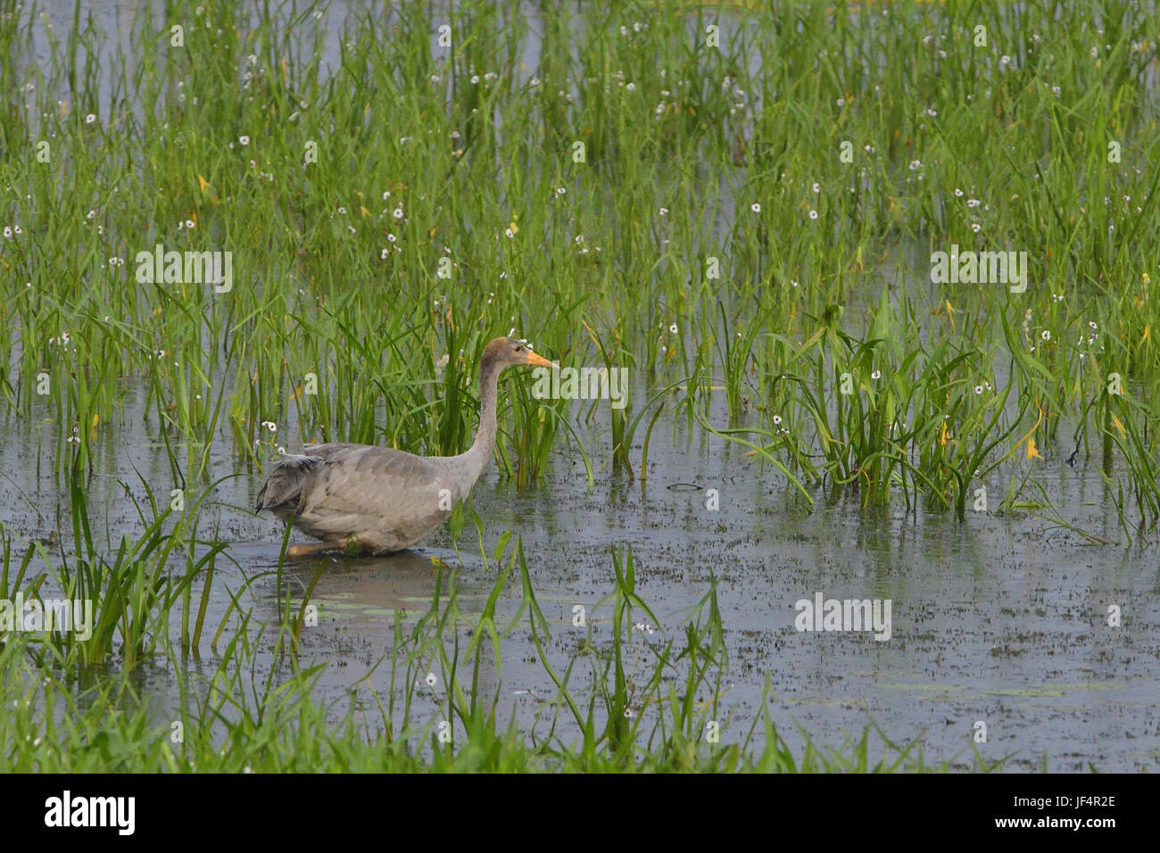 Common Crane family Stock Photo - Alamy