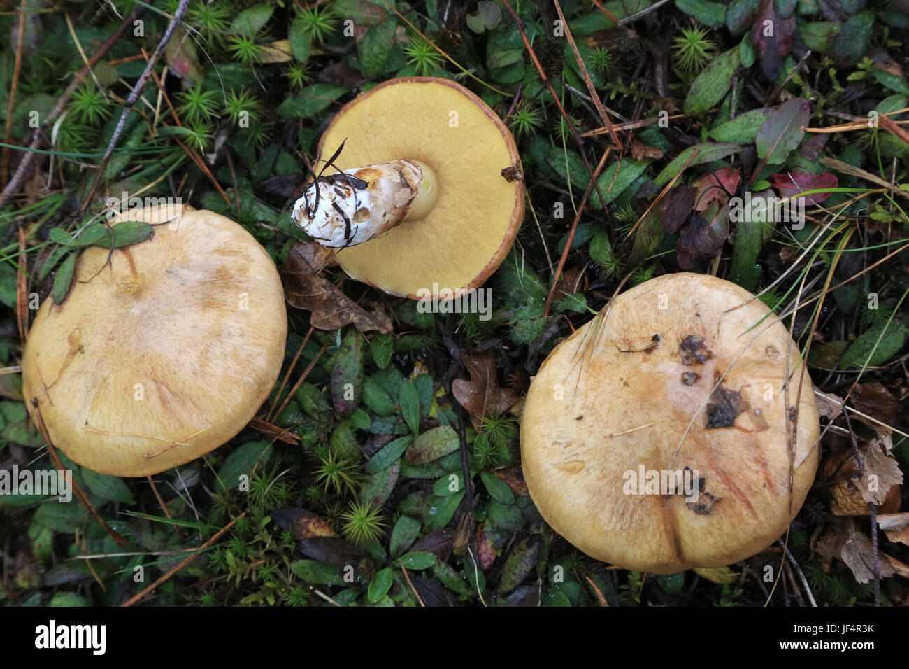 Slippery Jack, suillus luteus Stock Photo - Alamy