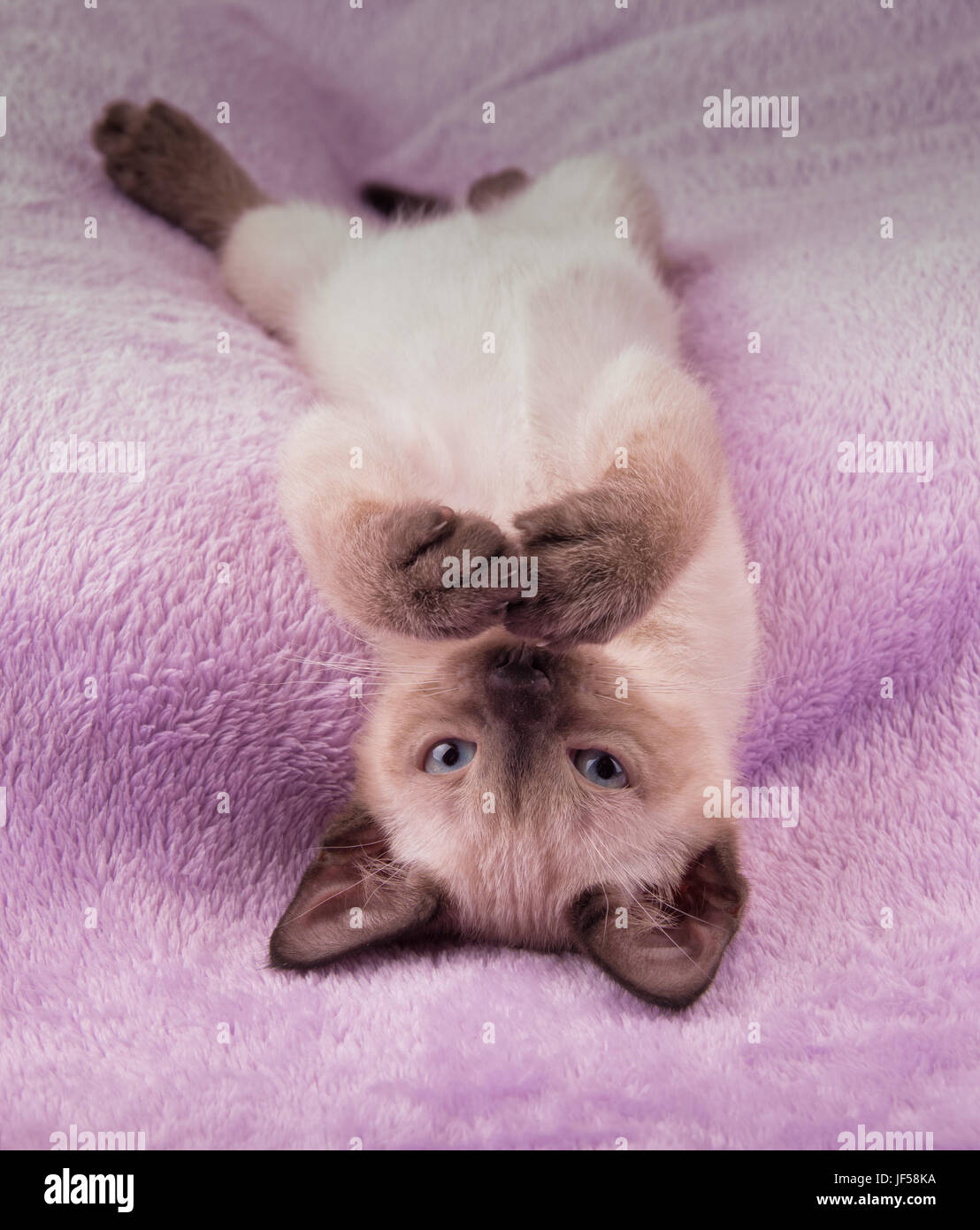 Siamese kitten upside down on a purple blanket, looking at the viewer ...