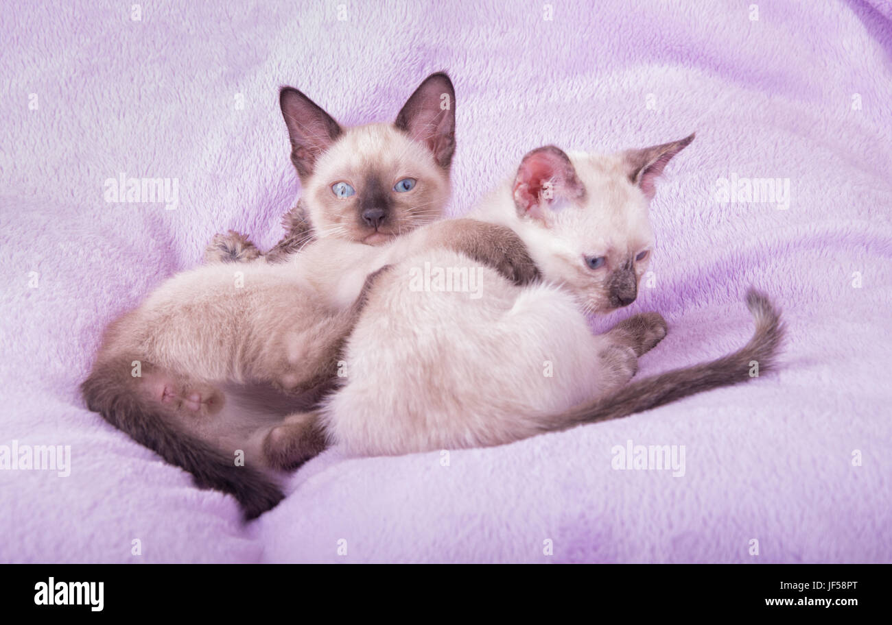 Two young Siamese kittens resting on a purple blanket Stock Photo - Alamy