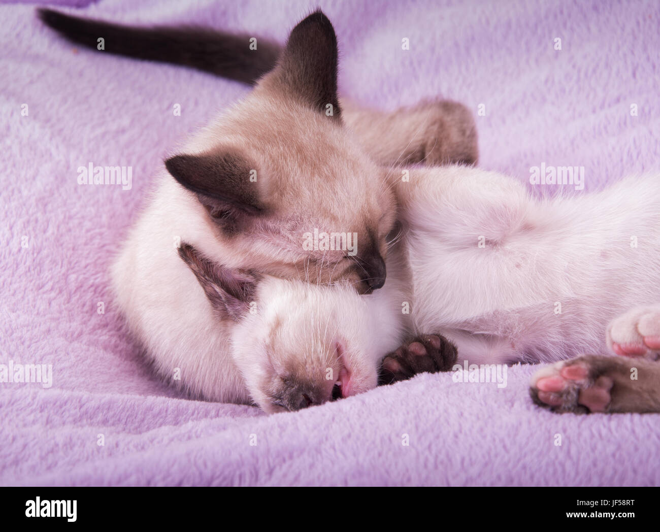 Girl with siamese cat hi-res stock photography and images - Alamy