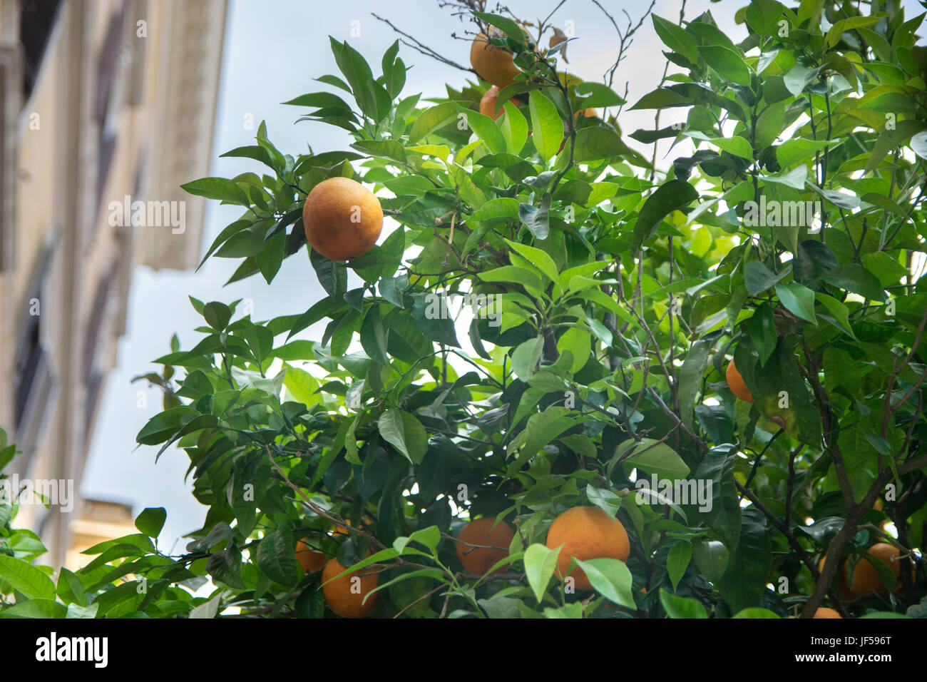 Orange tree in Rome, Italy Stock Photo - Alamy