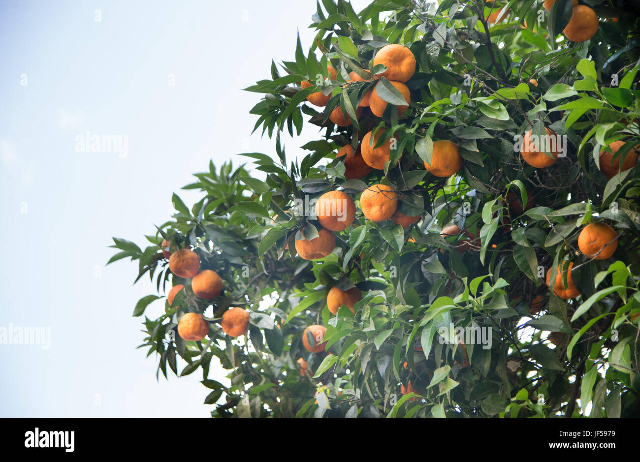 Orange tree in Rome, Italy Stock Photo - Alamy