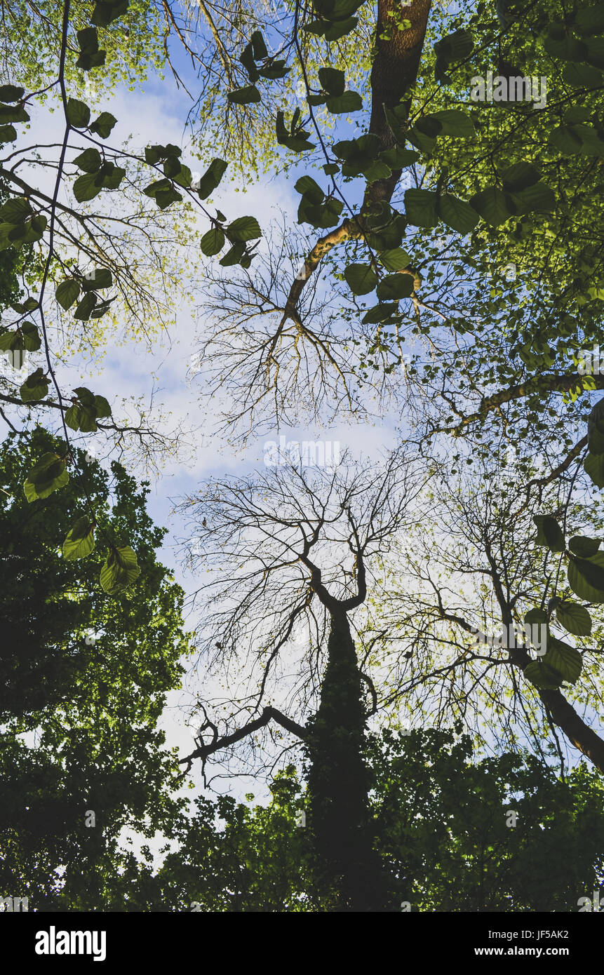 Looking up through mix of trees in a forest towards a blue sky Stock ...