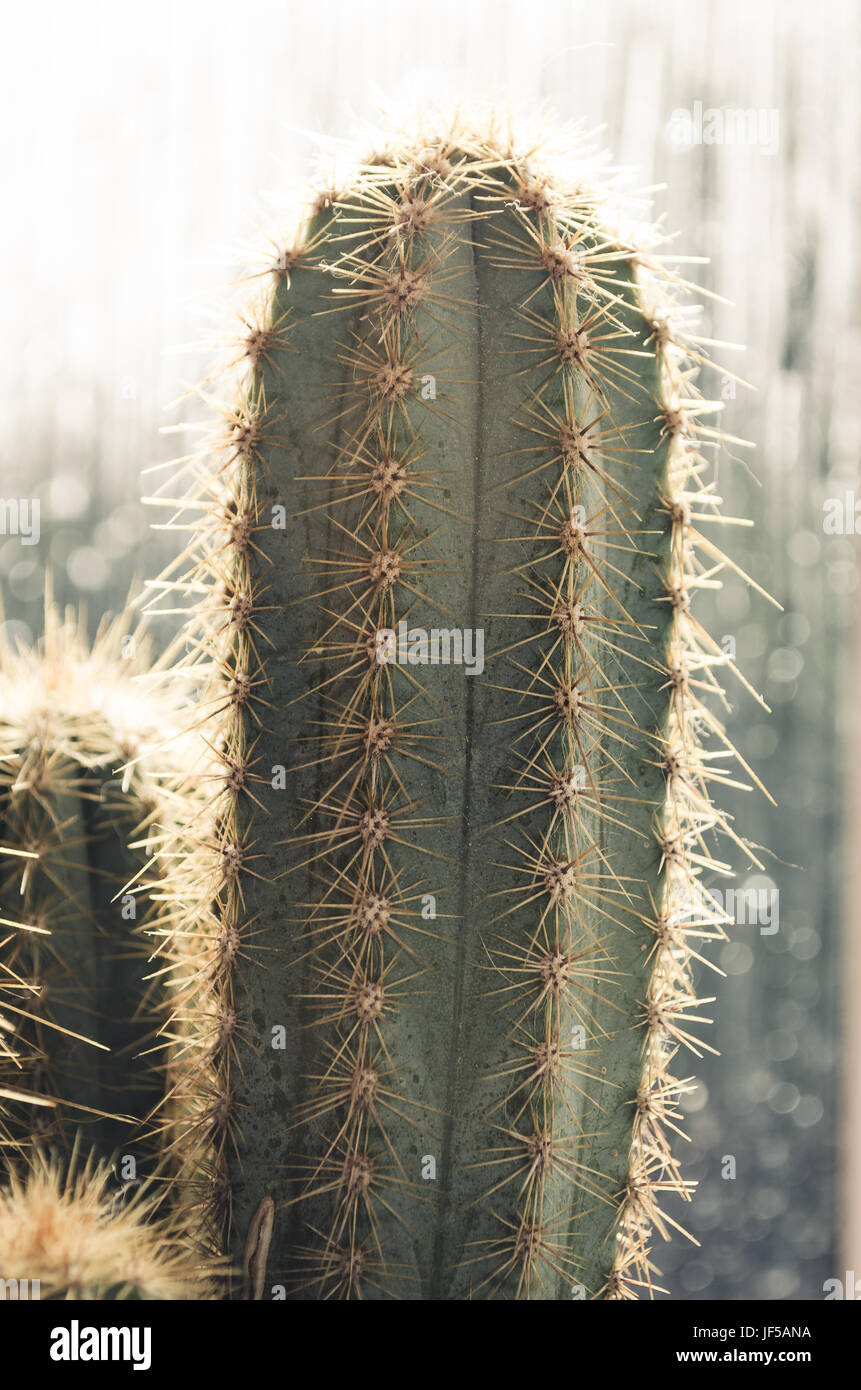 cacti cactus plant in front of a wet window catching a morning sun ...