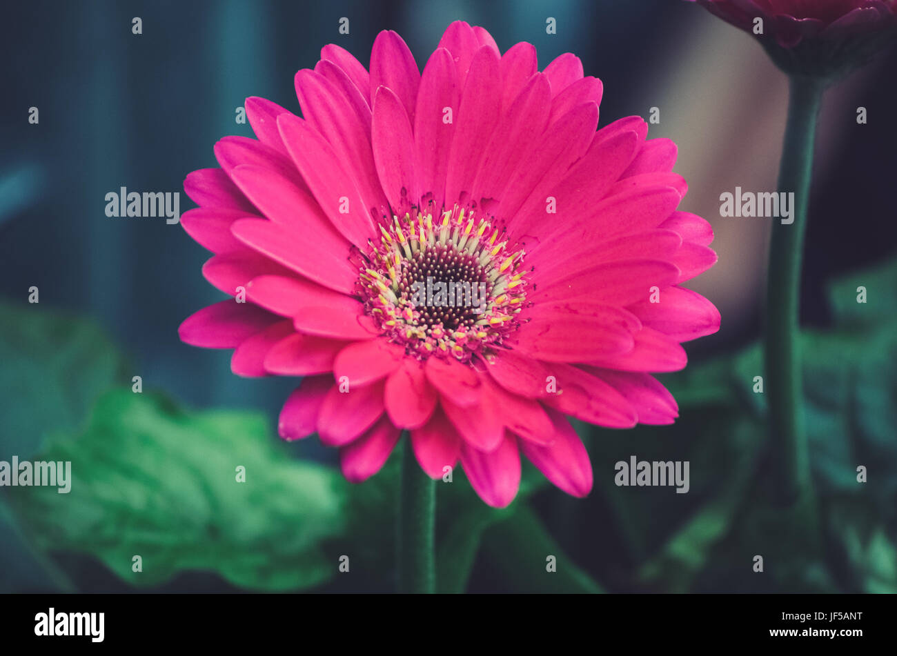 pink gerbera flower head with natural background Stock Photo - Alamy