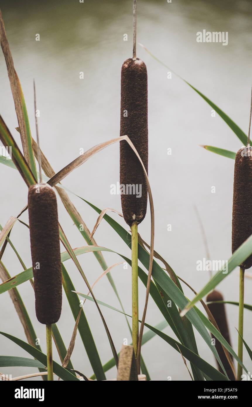 Three cattail reed plants near the water Stock Photo - Alamy