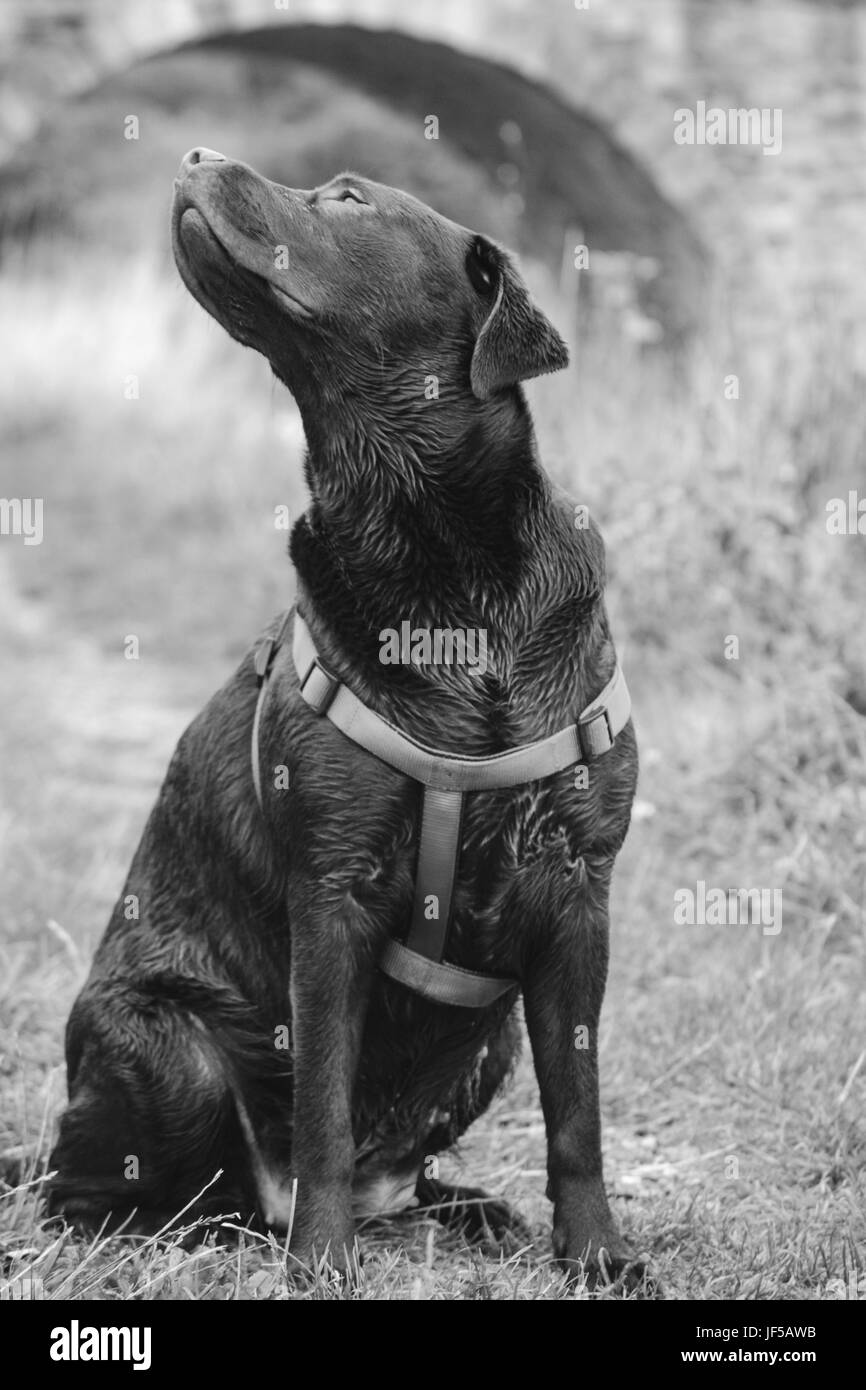 Labrador sniffing Black and White Stock Photos & Images - Alamy