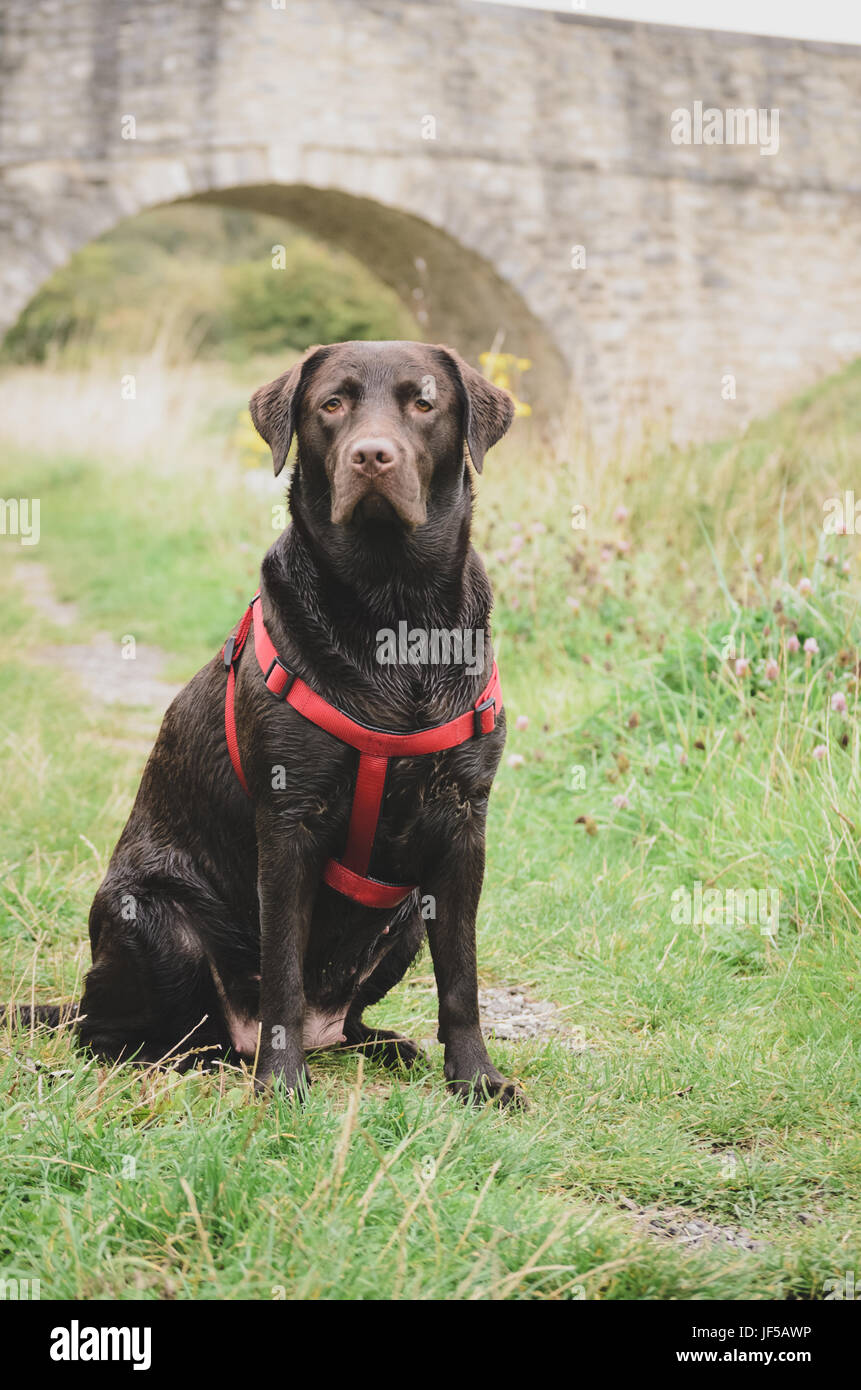 chocolate labrador with red harness sitting outdoors, bridge in the ...
