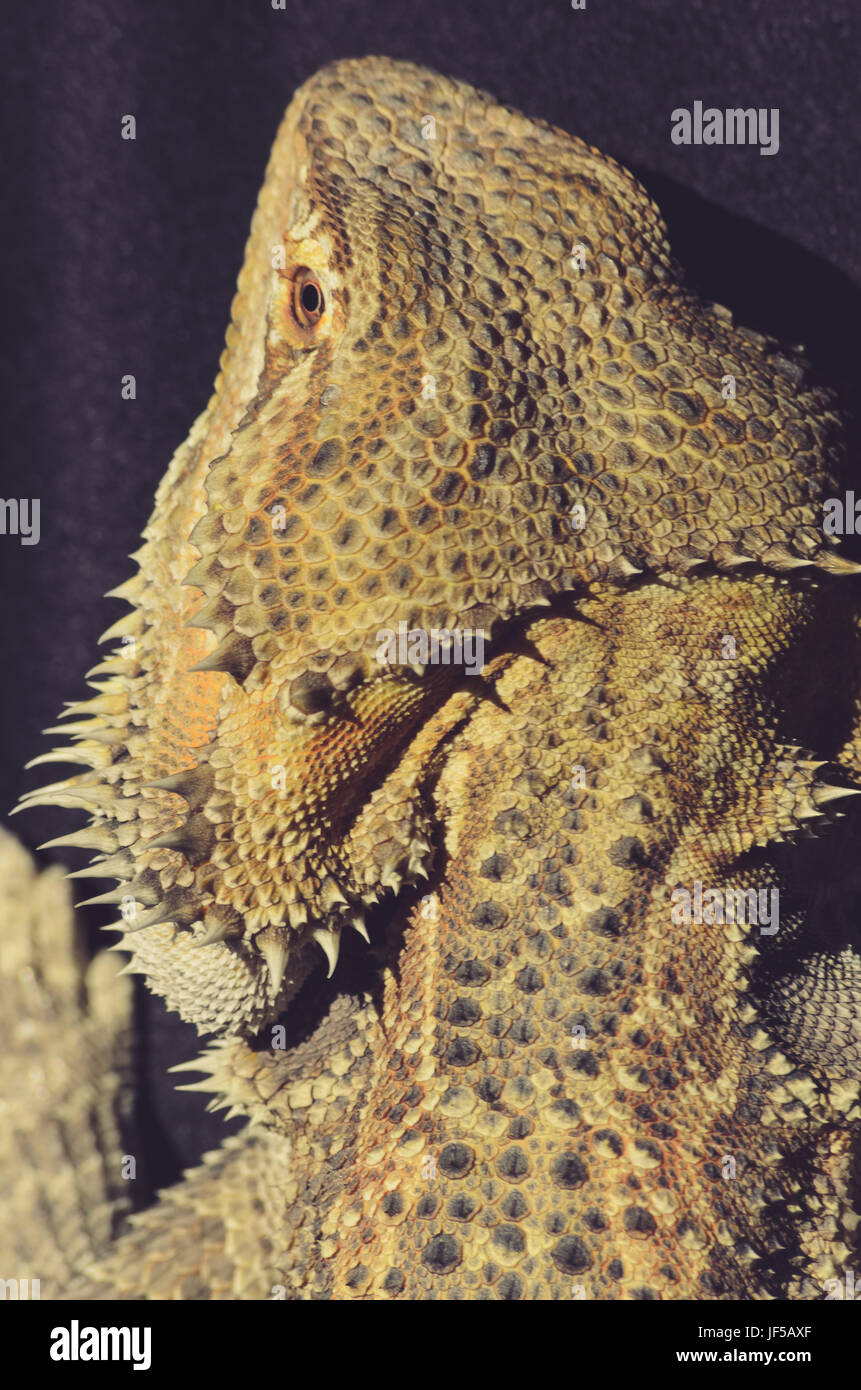 Dragon Skin Stock Photos & Dragon Skin Stock Images - Alamy