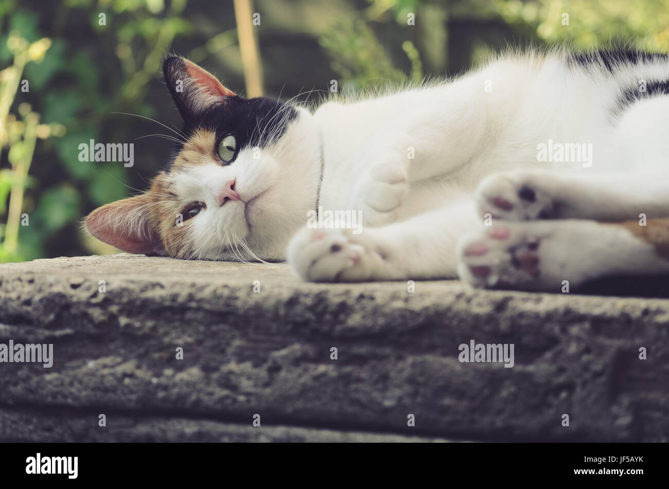 Cat Laying On Its Side High Resolution Stock Photography and Images - Alamy