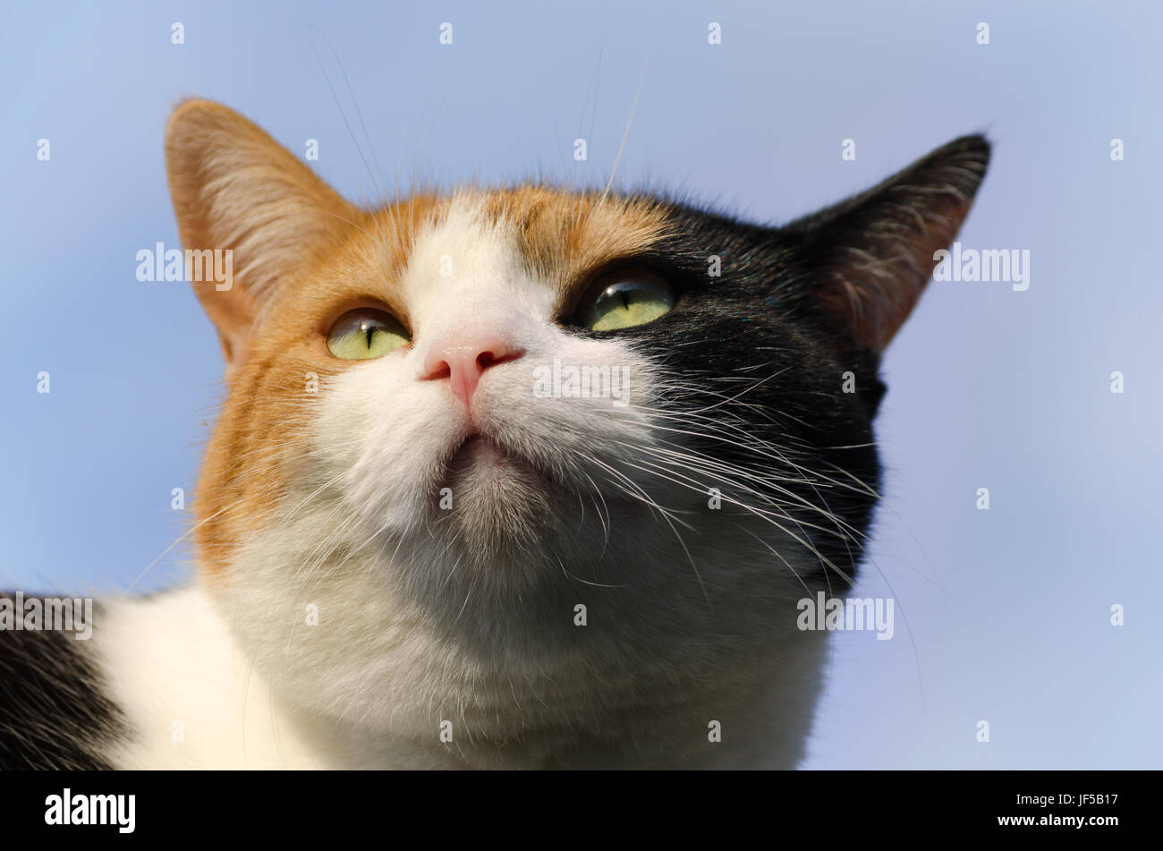 headshot of a calico cat with the blue sky in the background Stock ...