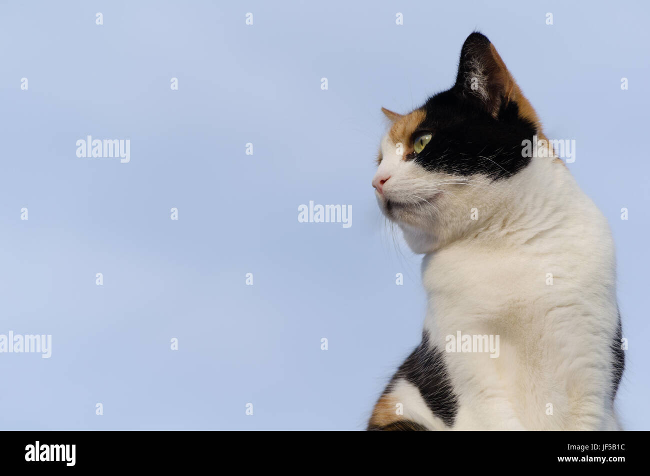 calico cat with the blue sky in the background Stock Photo - Alamy