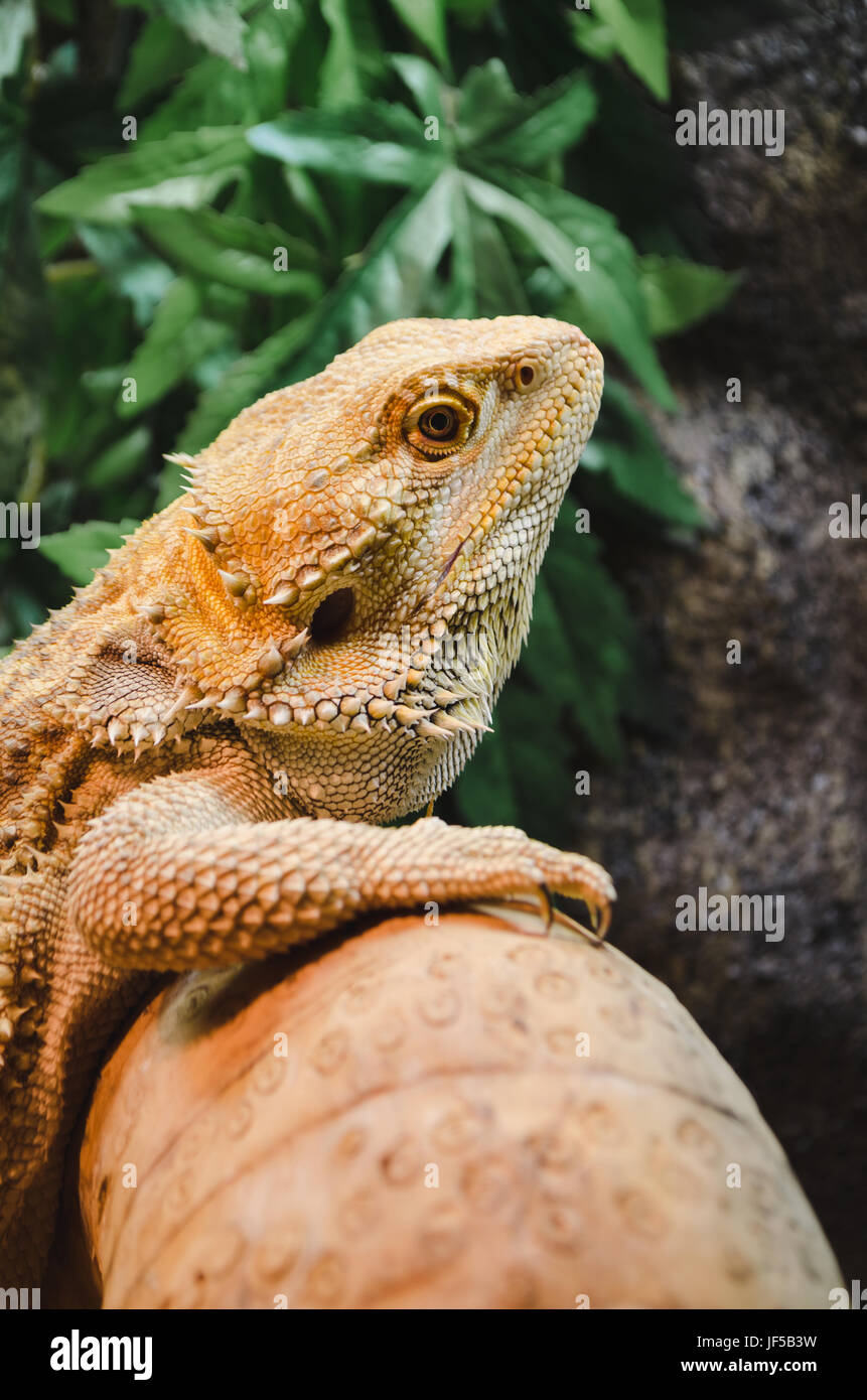 Reptile in vivarium hi-res stock photography and images - Alamy