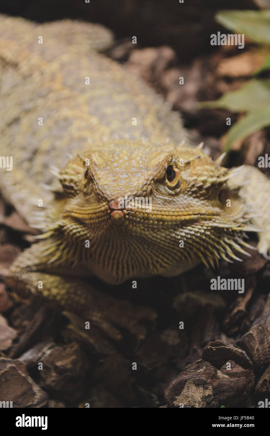 Beard agama hi-res stock photography and images - Alamy