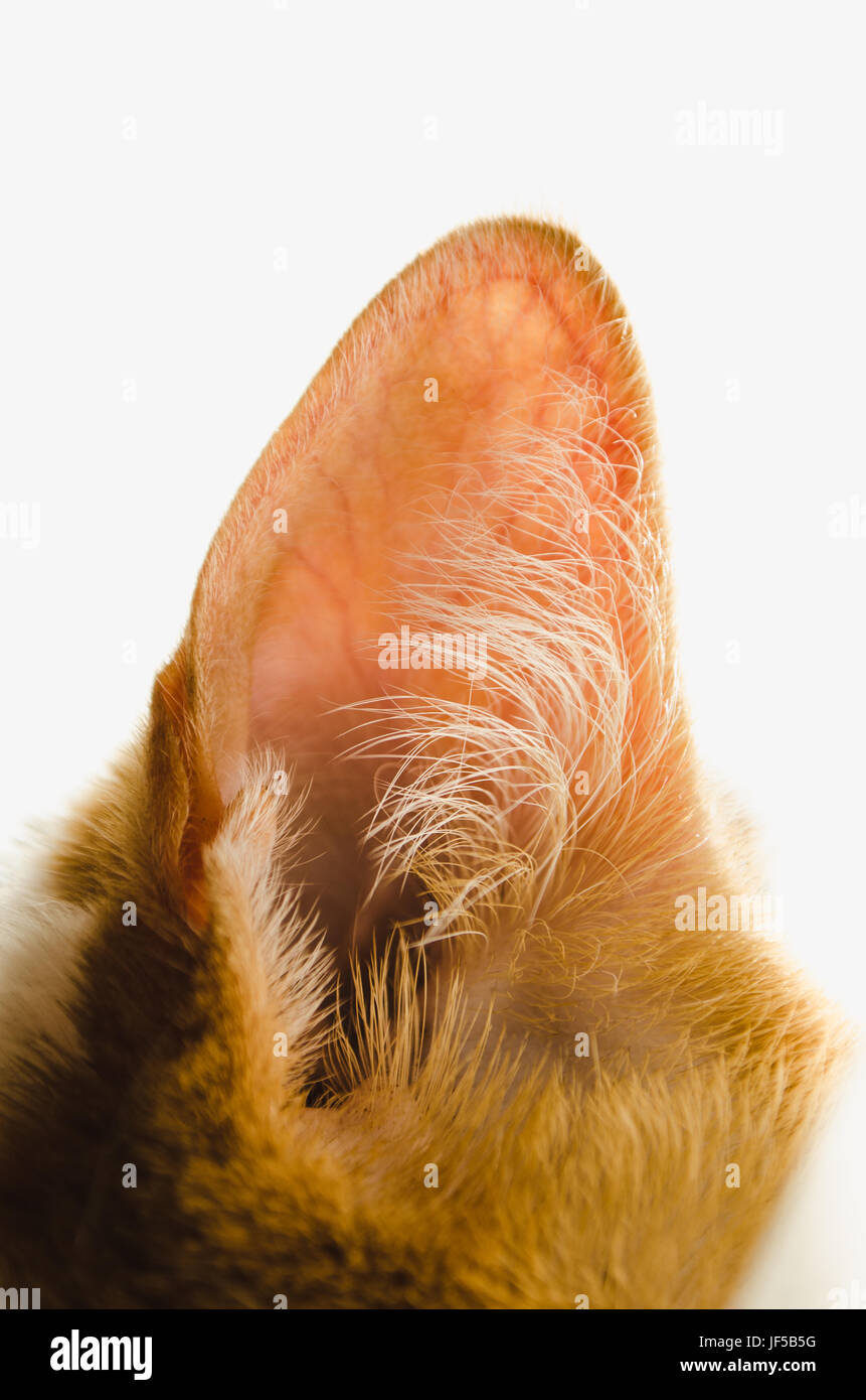 Hairy cats ear hi-res stock photography and images - Alamy
