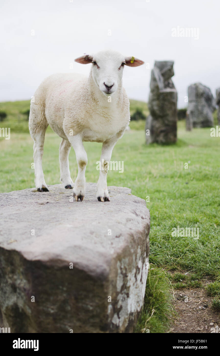 sheep standing on the rock in avebury uk Stock Photo - Alamy