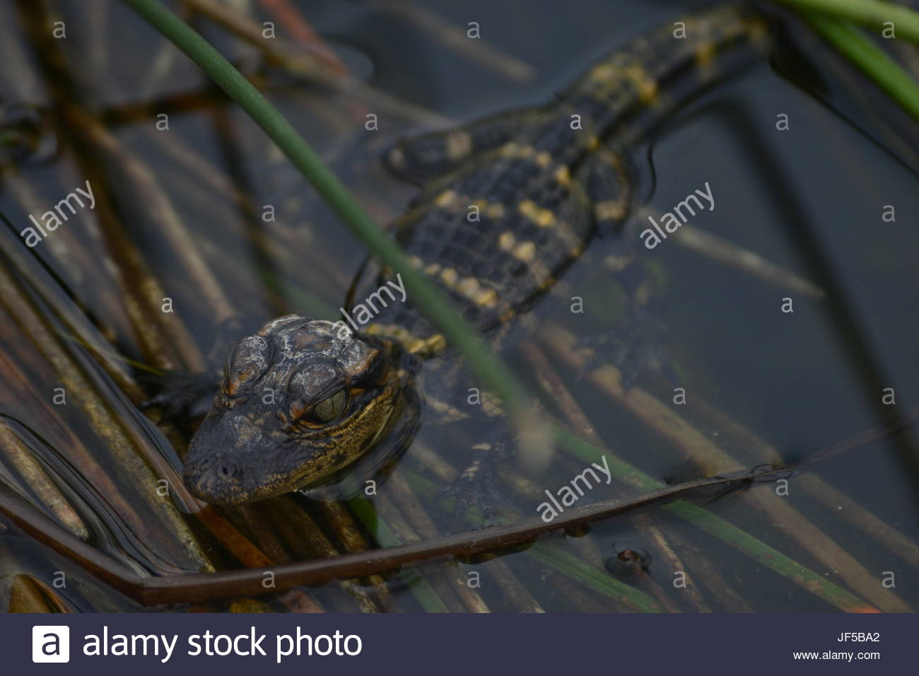 Baby Alligator Stock Photos & Baby Alligator Stock Images - Alamy
