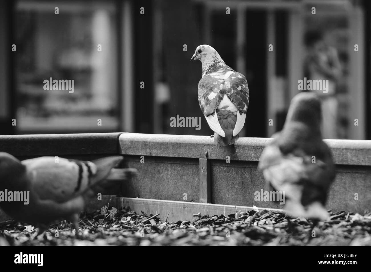 Three town pigeons hi-res stock photography and images - Alamy
