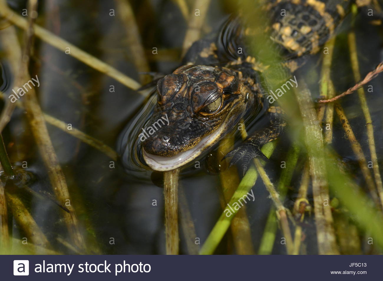 Baby Alligator Stock Photos & Baby Alligator Stock Images - Alamy