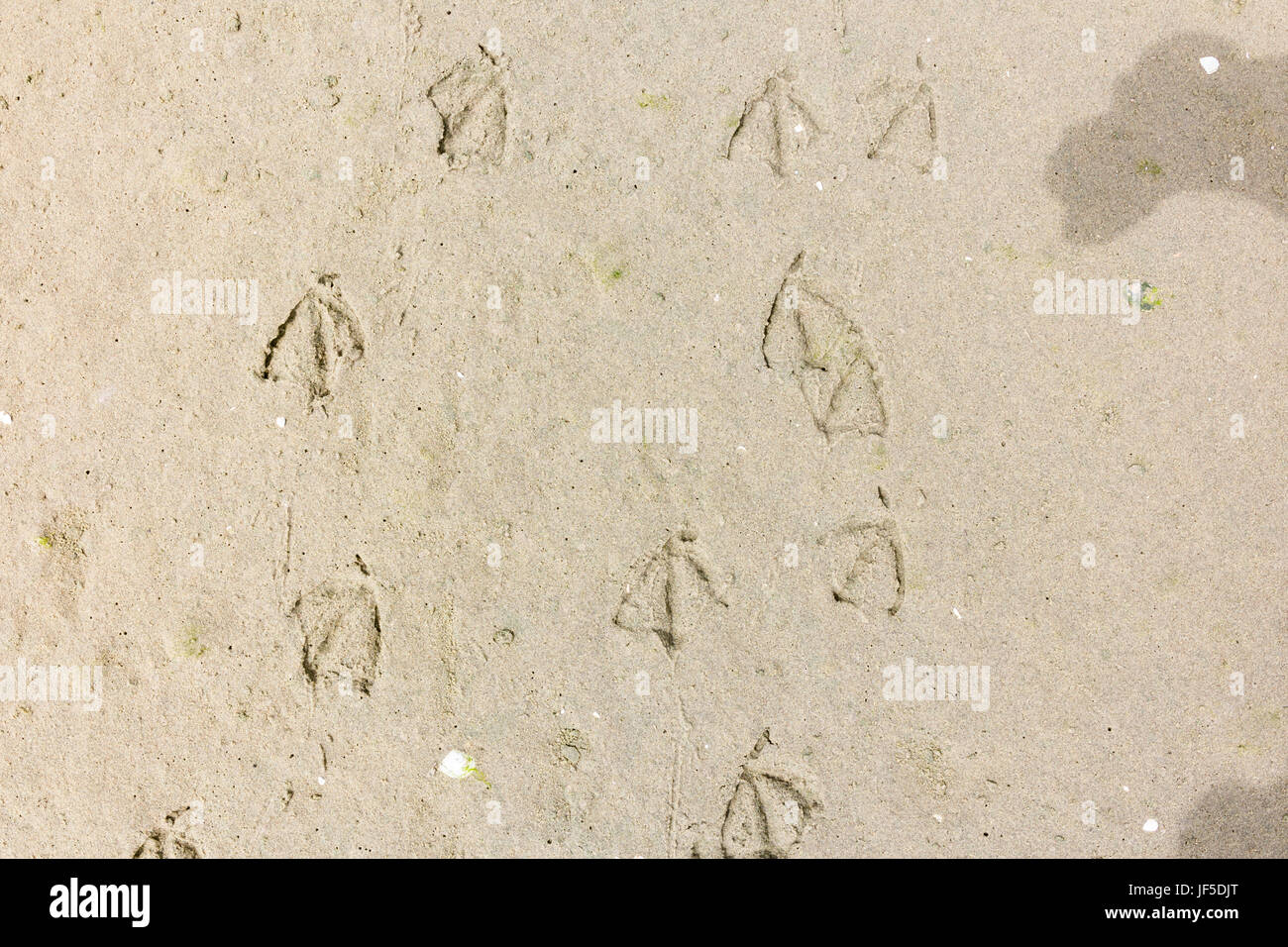 Seagull feet hi-res stock photography and images - Alamy