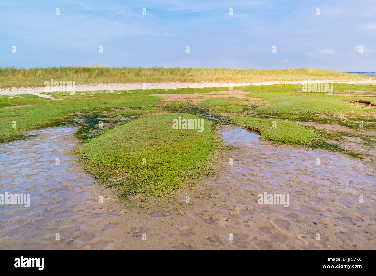 Sandwort hi-res stock photography and images - Alamy