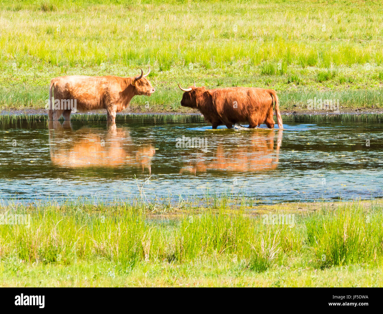 Scottish highland cattle cool off in pond on hot summer day in nature ...
