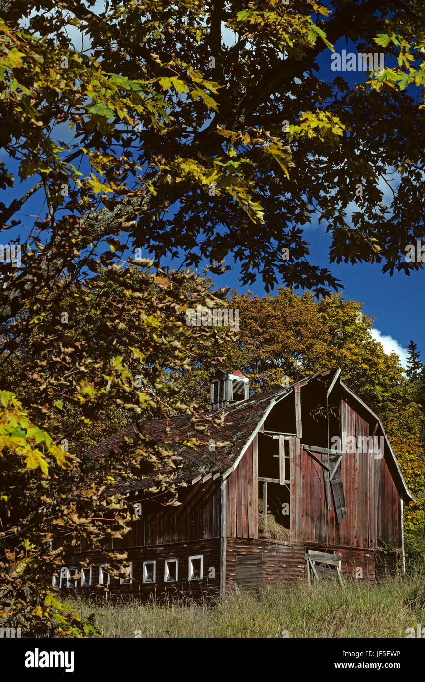 Old barn, weather beaten, falling down, framed with fall leaves on a ...