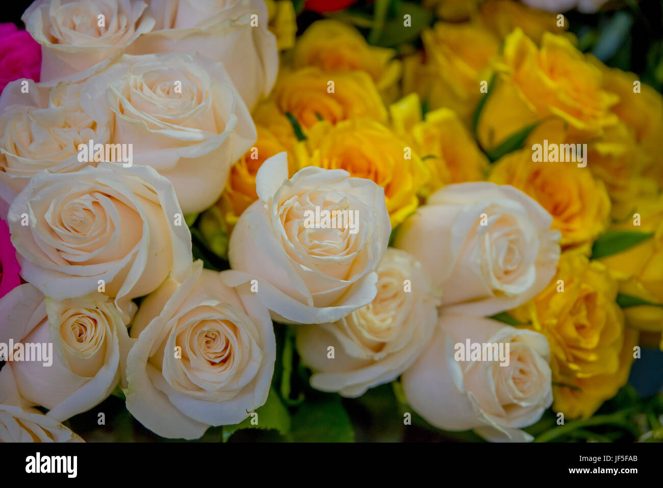 QUITO, ECUADOR - NOVEMBER 23, 2016: A bunch of white and yellow flowers ...